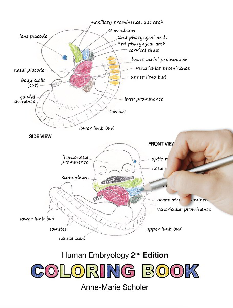 Human Embryology Coloring Book - Digital Edition