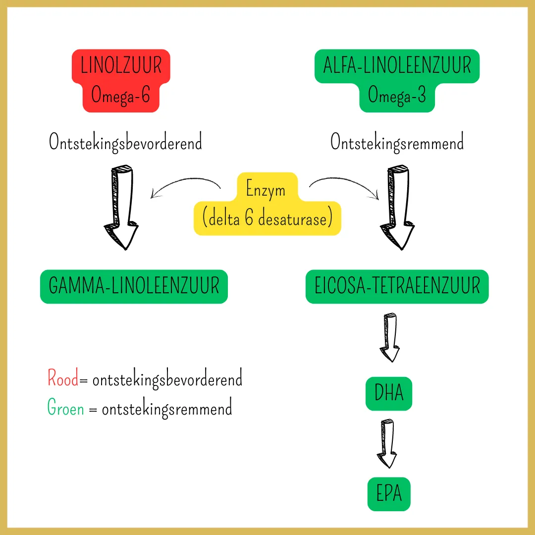 Postelein, een vergeten superfood vol omega-3 kracht