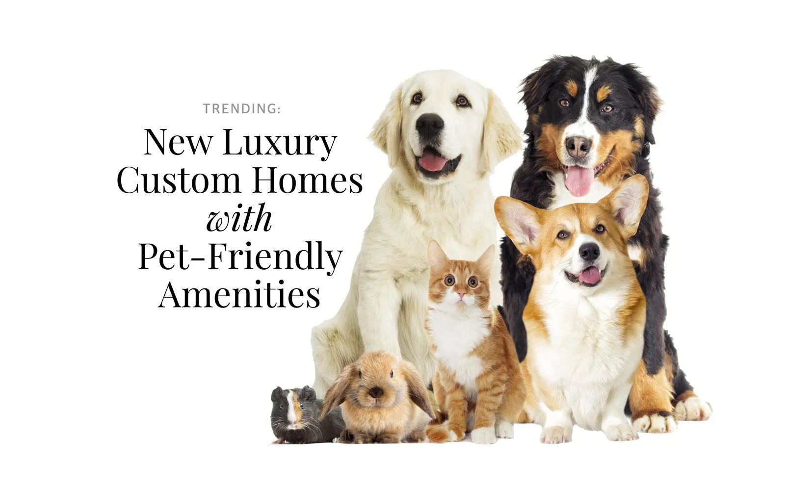 Personalize Your New Home with Pet-Friendly Features