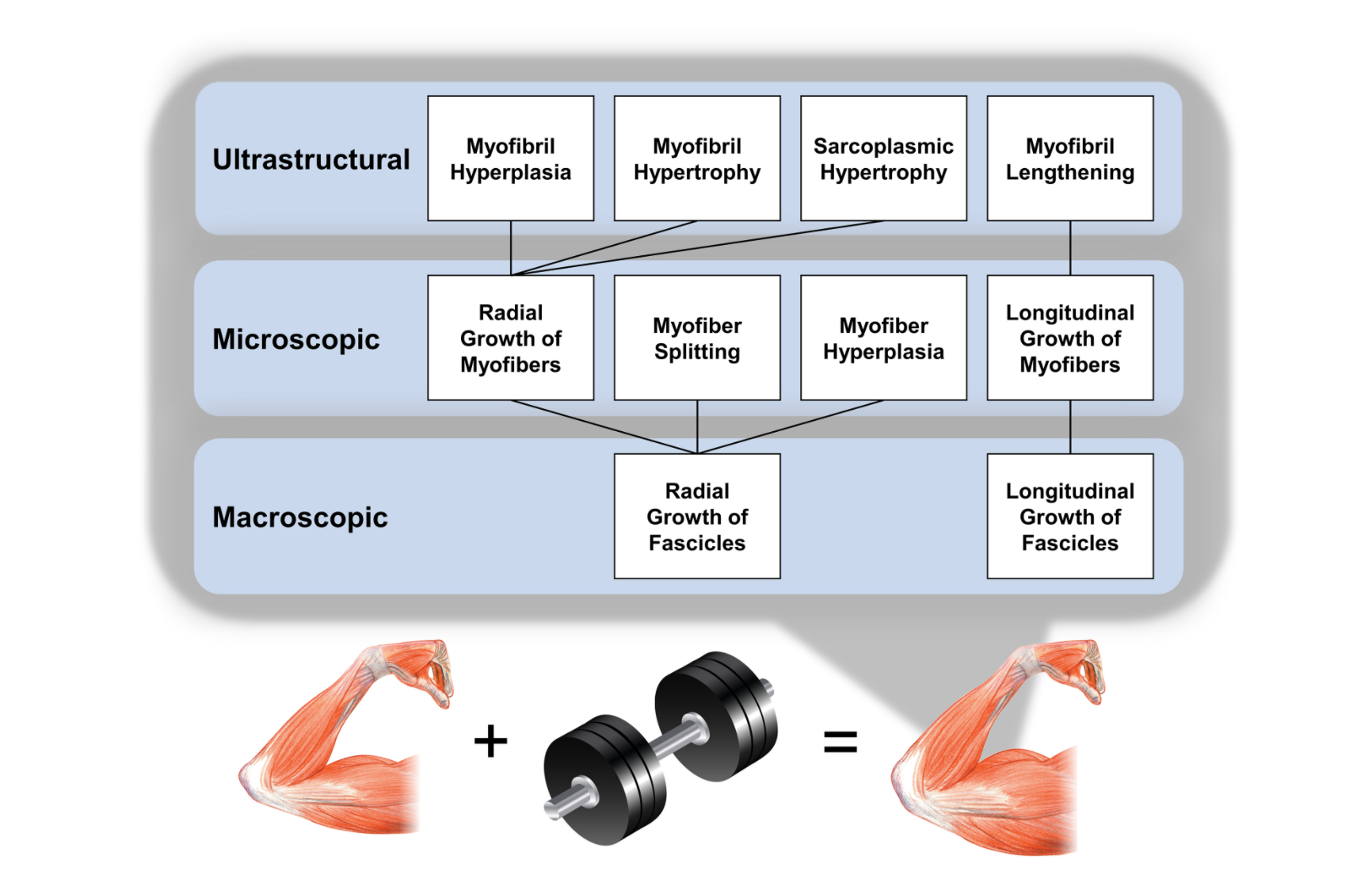 Mechanisms For Hypertrophy Mechanisms For Hypertrophy