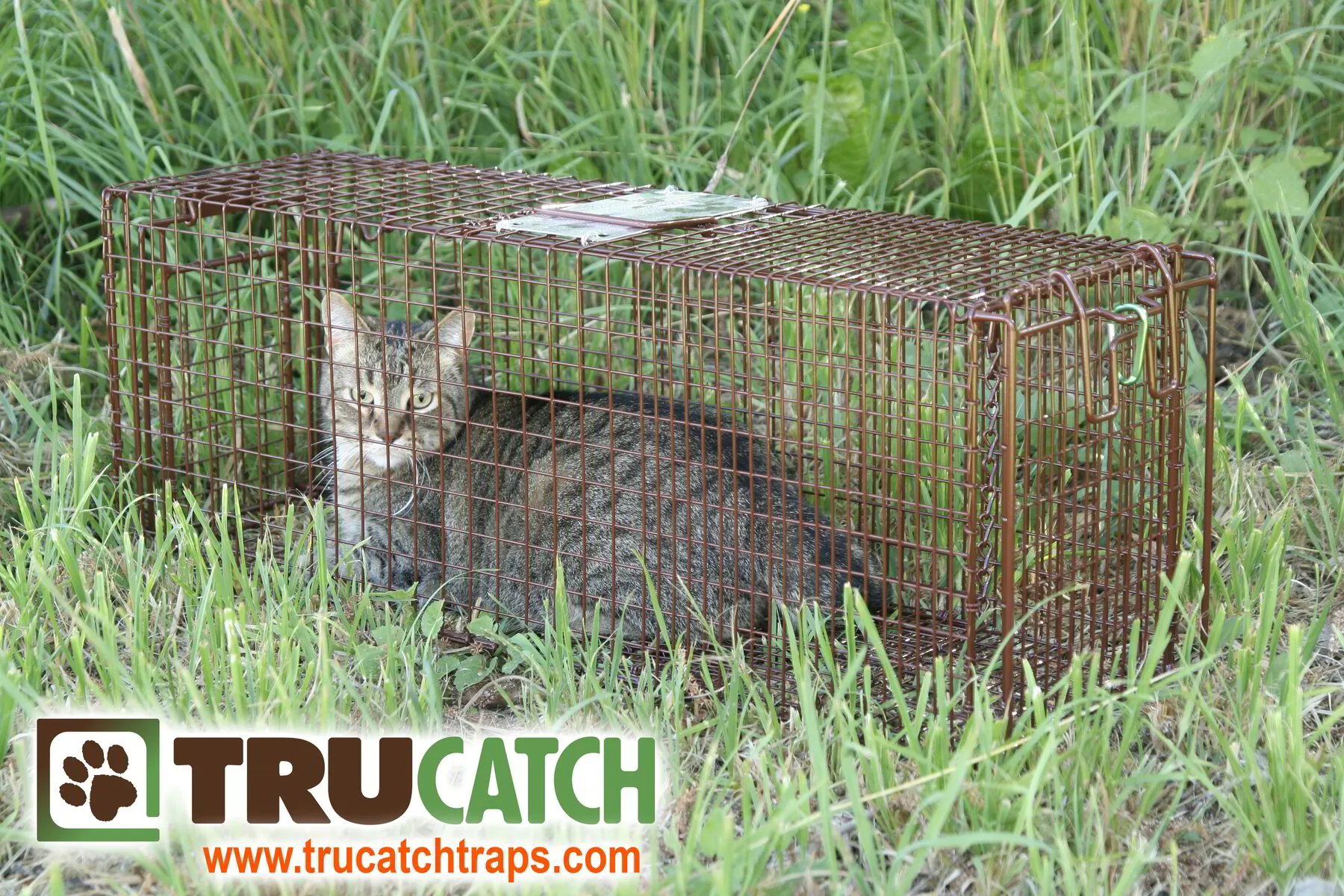 Community Cats Program