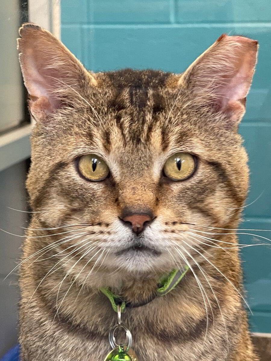 Community Cats Program