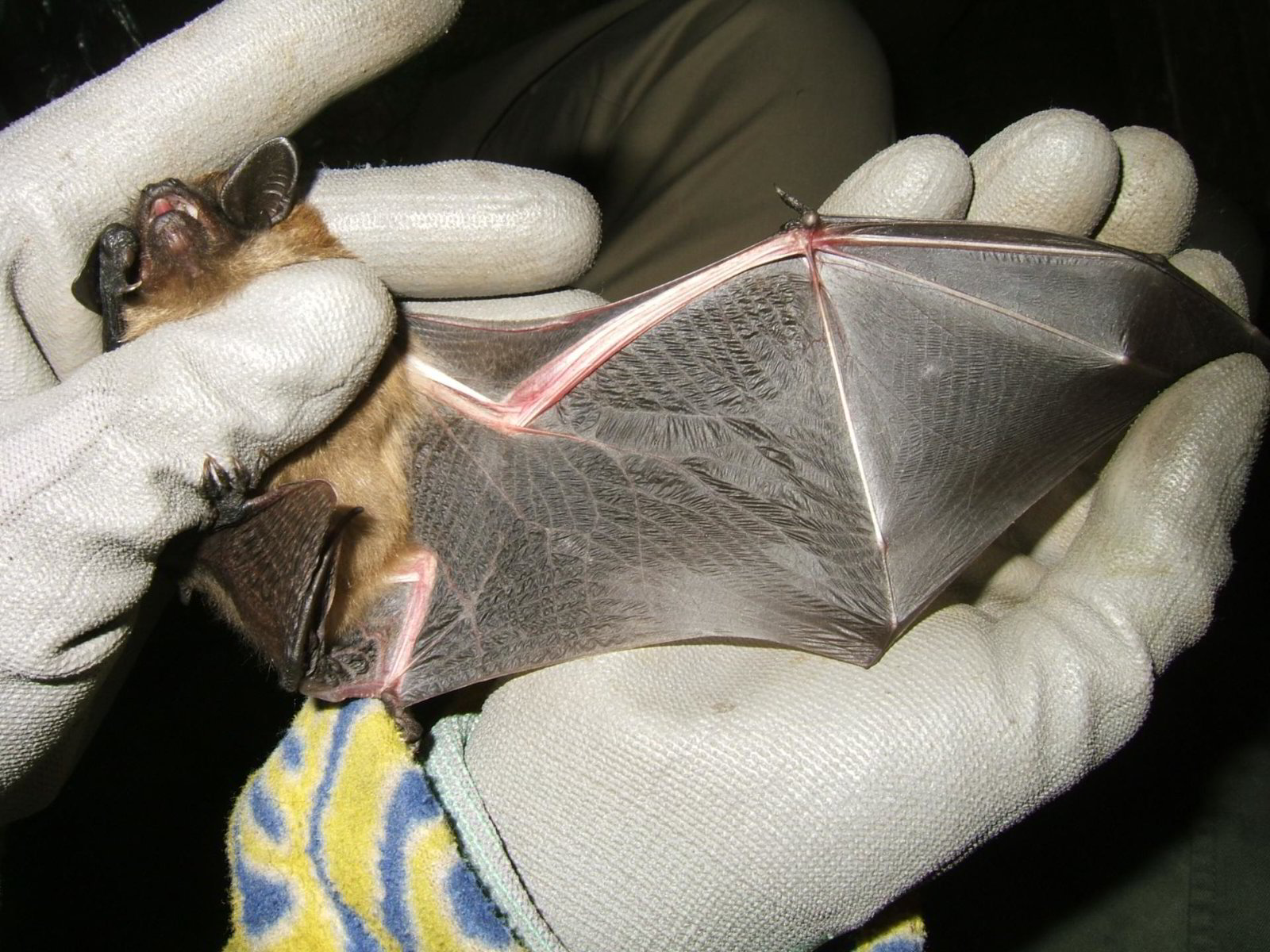 Bat Training Courses | The Bat Training Partnership