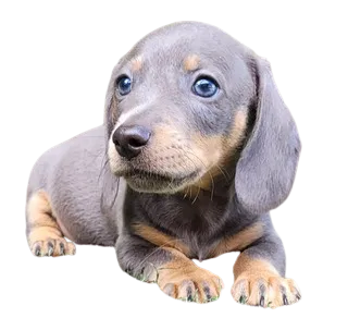 Perros Salchicha