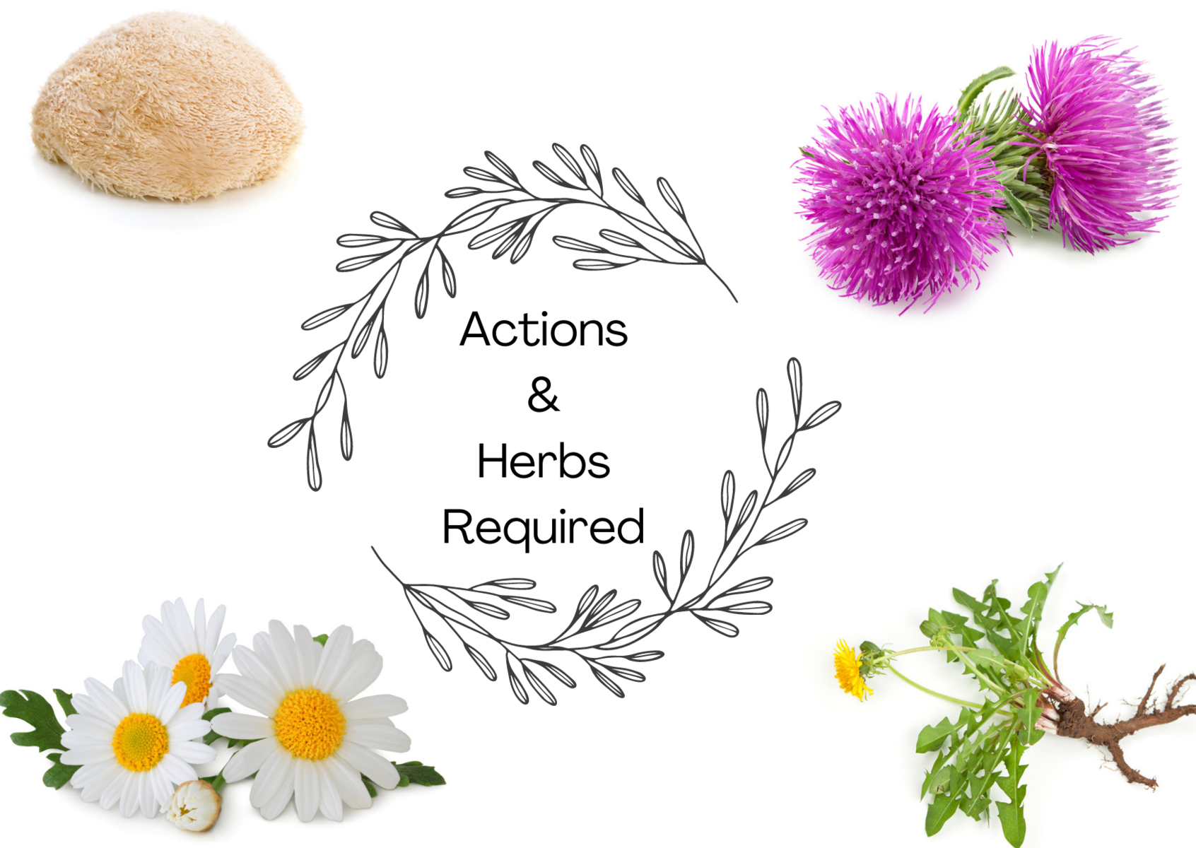 New Root Herbal Course l Bridging the Gap between Nutrition and Herbs
