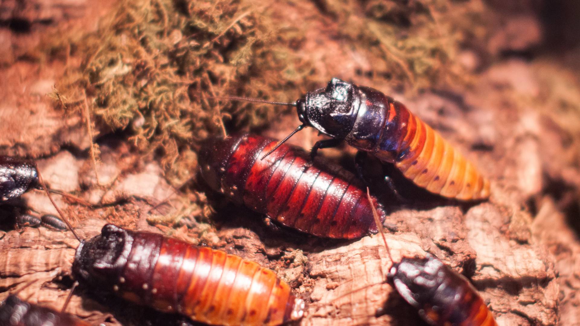 Cockroaches: Facts, Identification & Control