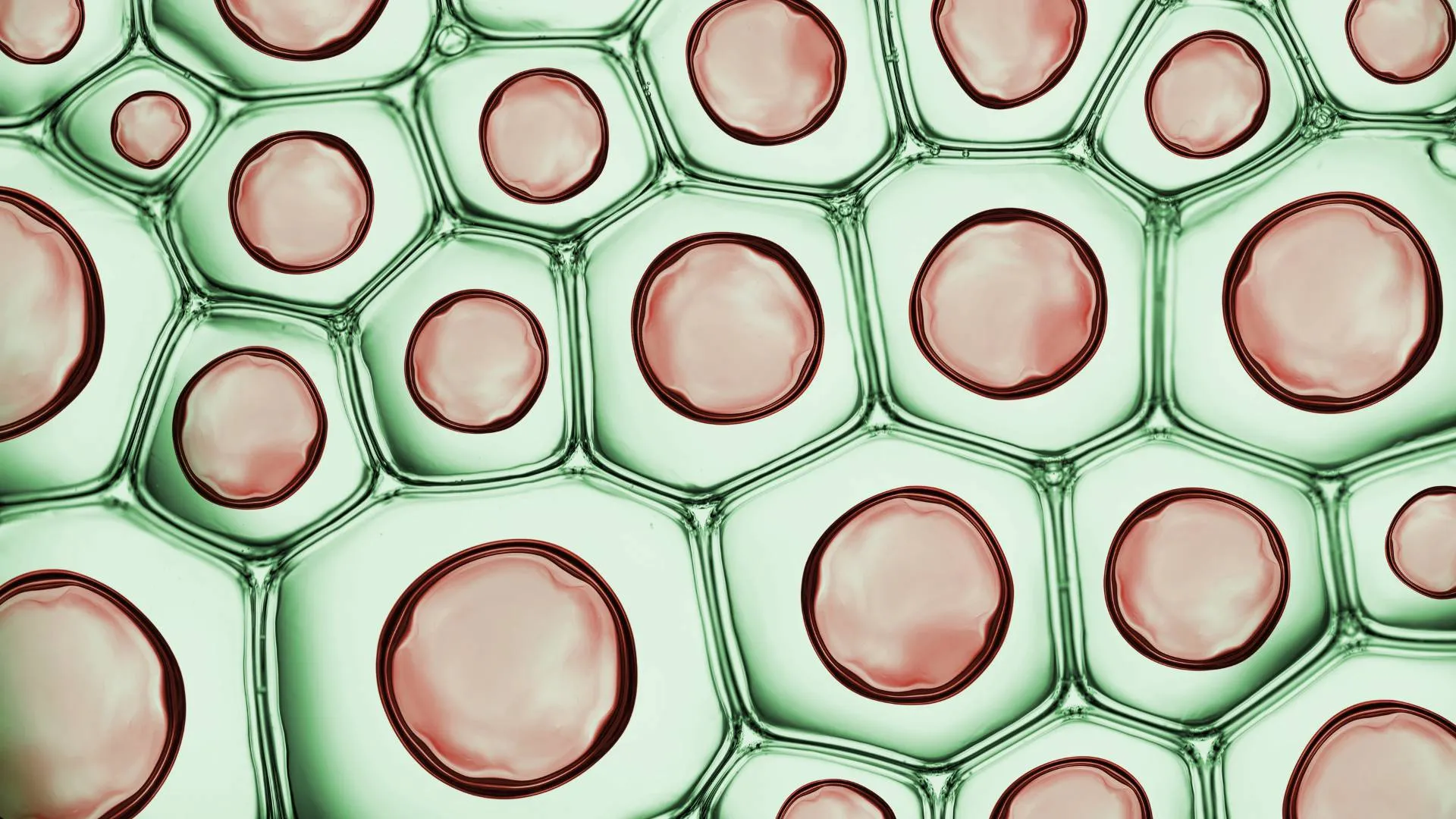 How Pyrethrum works with synergists