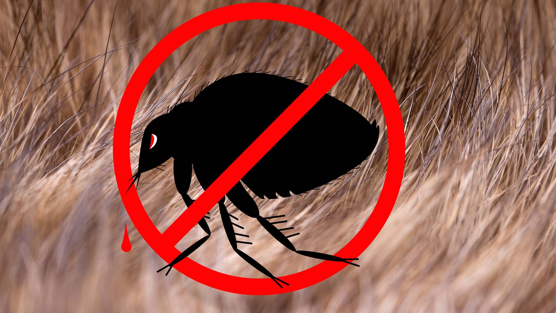 Stop the Flea Cycle on your property