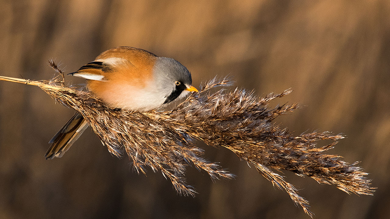 My wildlife images by Leslie Cater