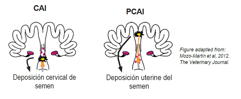 Inseminación Artificial Post-Cervical