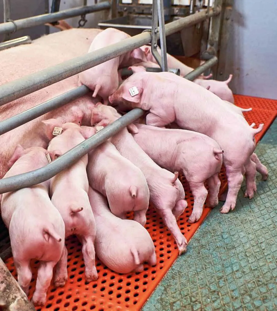 Luchando frente al PRRS mediante la selección de cerdos robustos