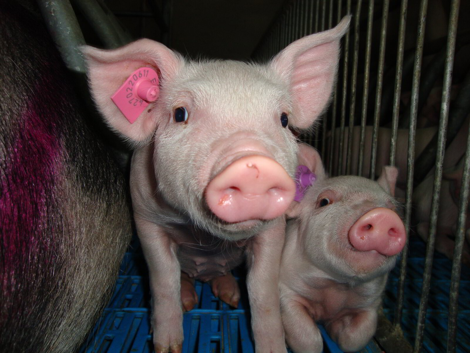 Uniformidad de los lechones con AIM Ibérica