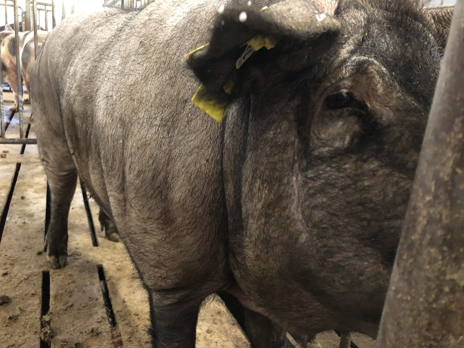 AIM Ibérica: La nutrición del verraco