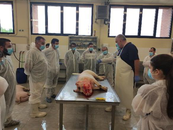 TALLER DE NECROPSIAS