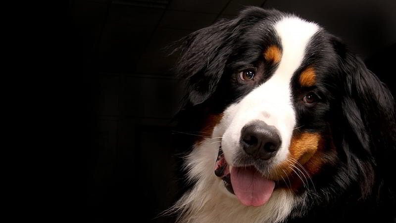 Todas las razas de perros