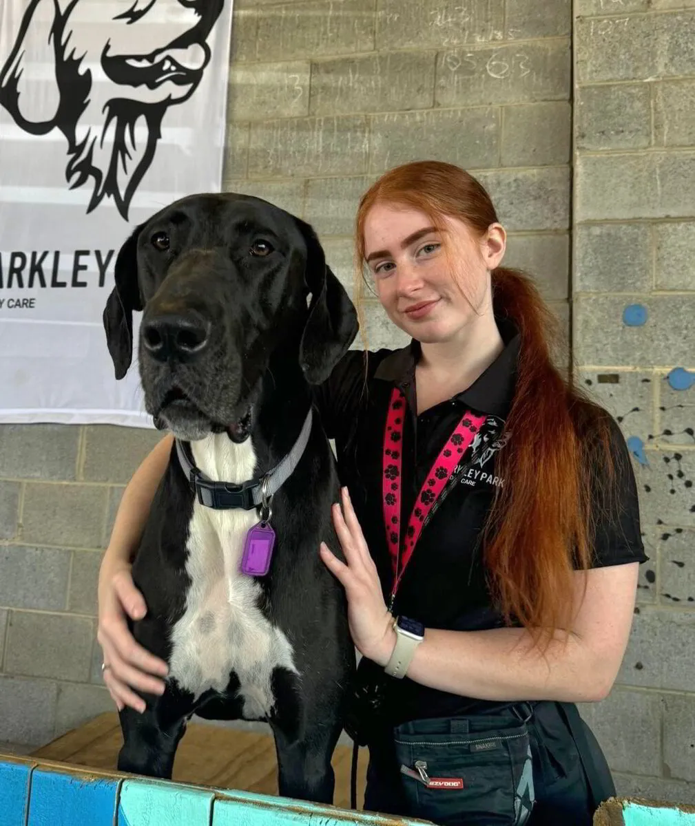 Meet Our Dog Daycare Specialists & Dog Groomers in North Brisbane