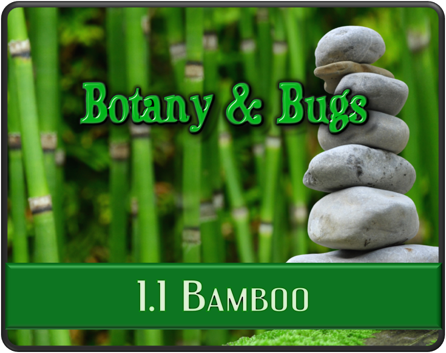 Botany Bamboo Article 1.1