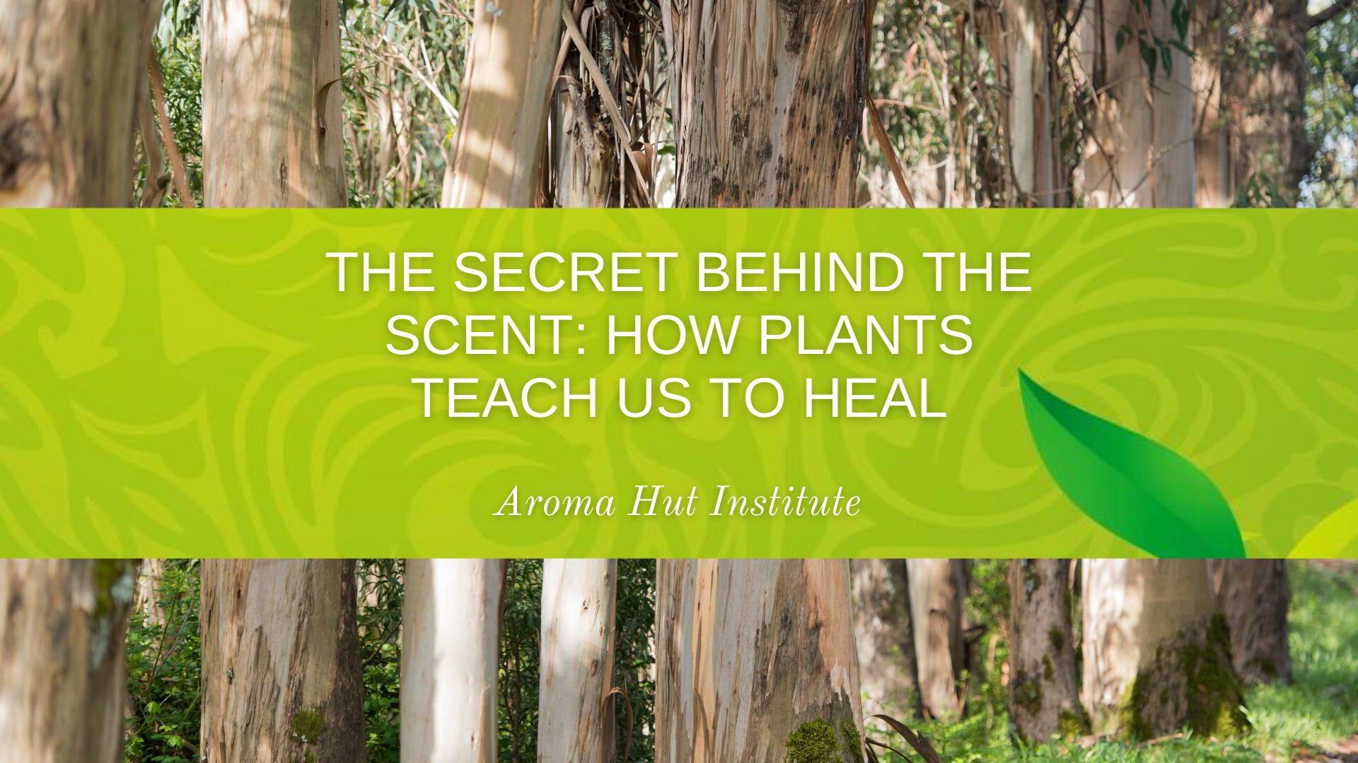 The Secret Behind the Scent: How Plants Teach Us to Heal