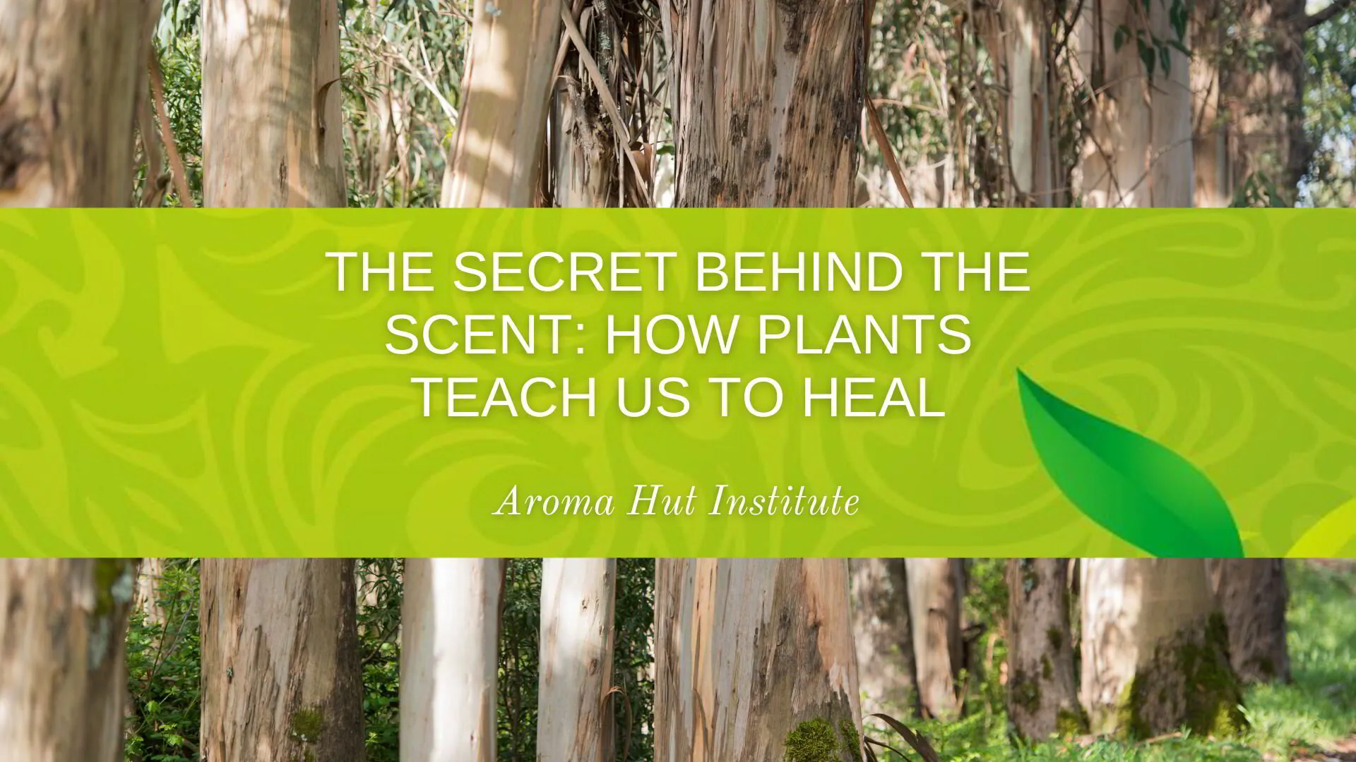 The Secret Behind the Scent: How Plants Teach Us to Heal