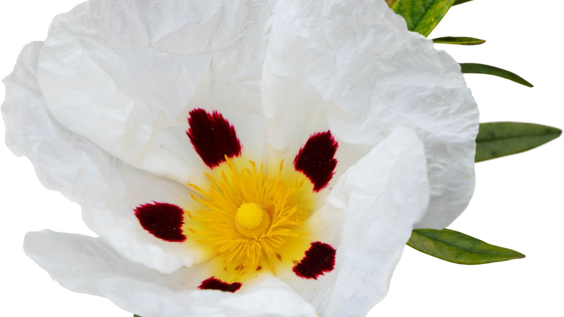 7 Essential Oils for Blood Pressure