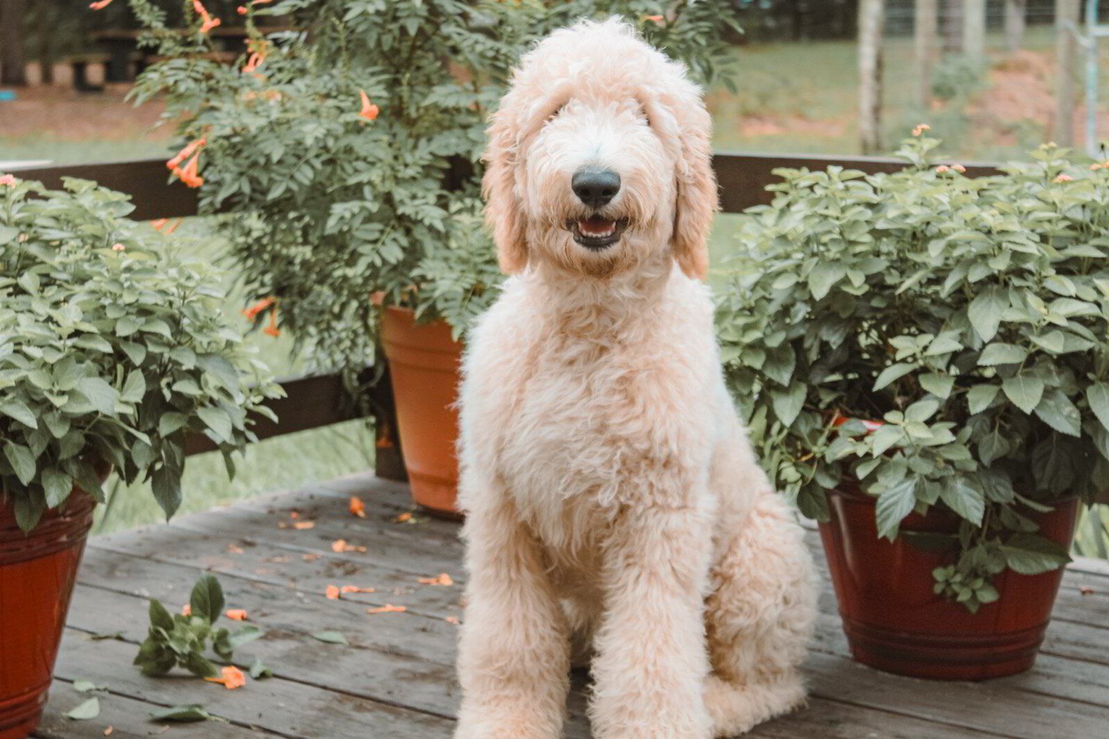 Breed Standards, Health, and Commercialization