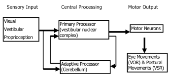An Intro to Vestibular Rehabilitation: What It Is and When You Should ...