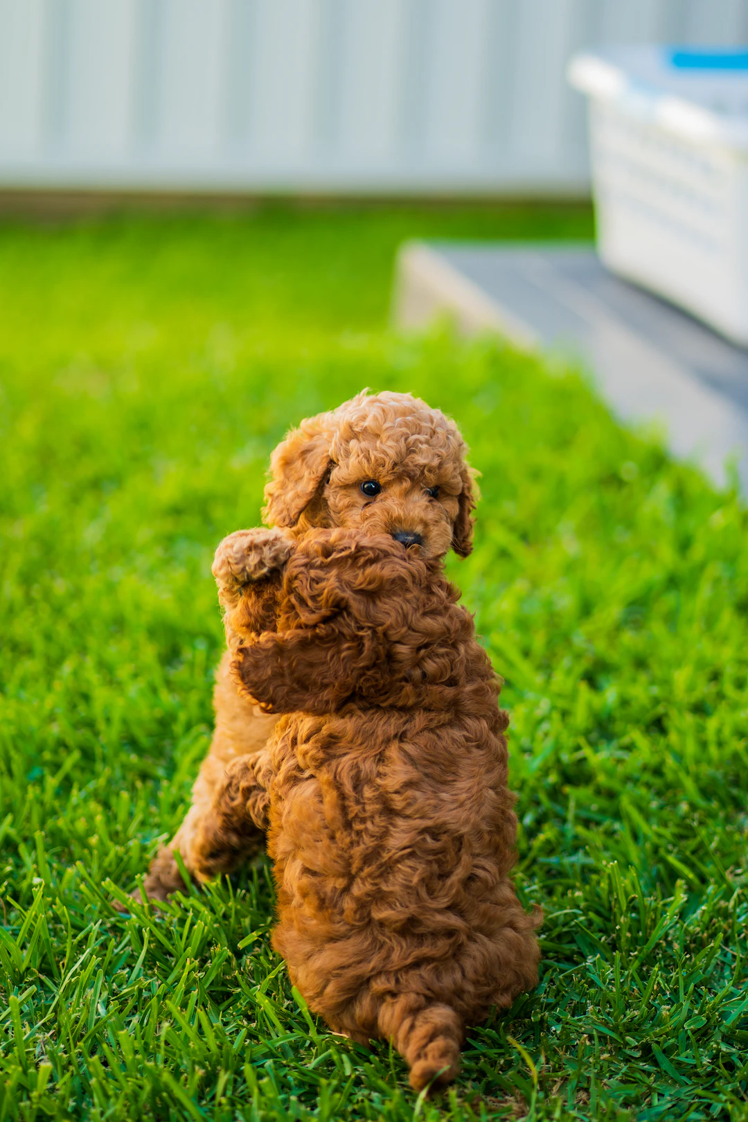 Miniature Poodles for Sale | AKC-Certified Mini Poodles | Silver Ace ...