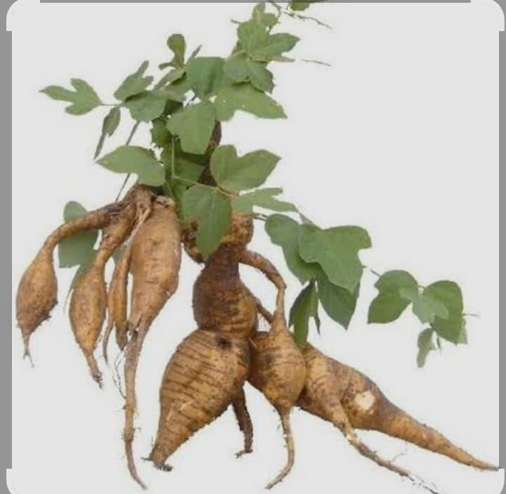 Kudzu Root