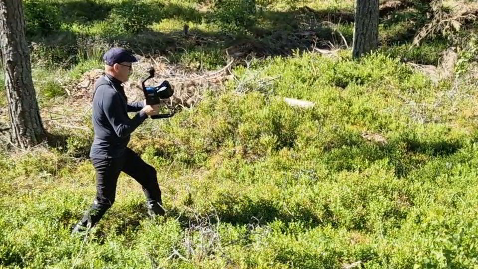 Trunk Volumes using TerraScan