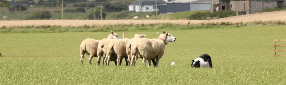 Will all stock dogs be successful at herding?