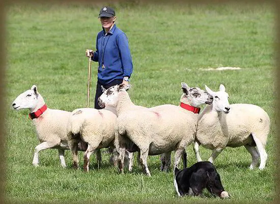 Want to get inspired to train? Watch this finals run of Welsh handler ...