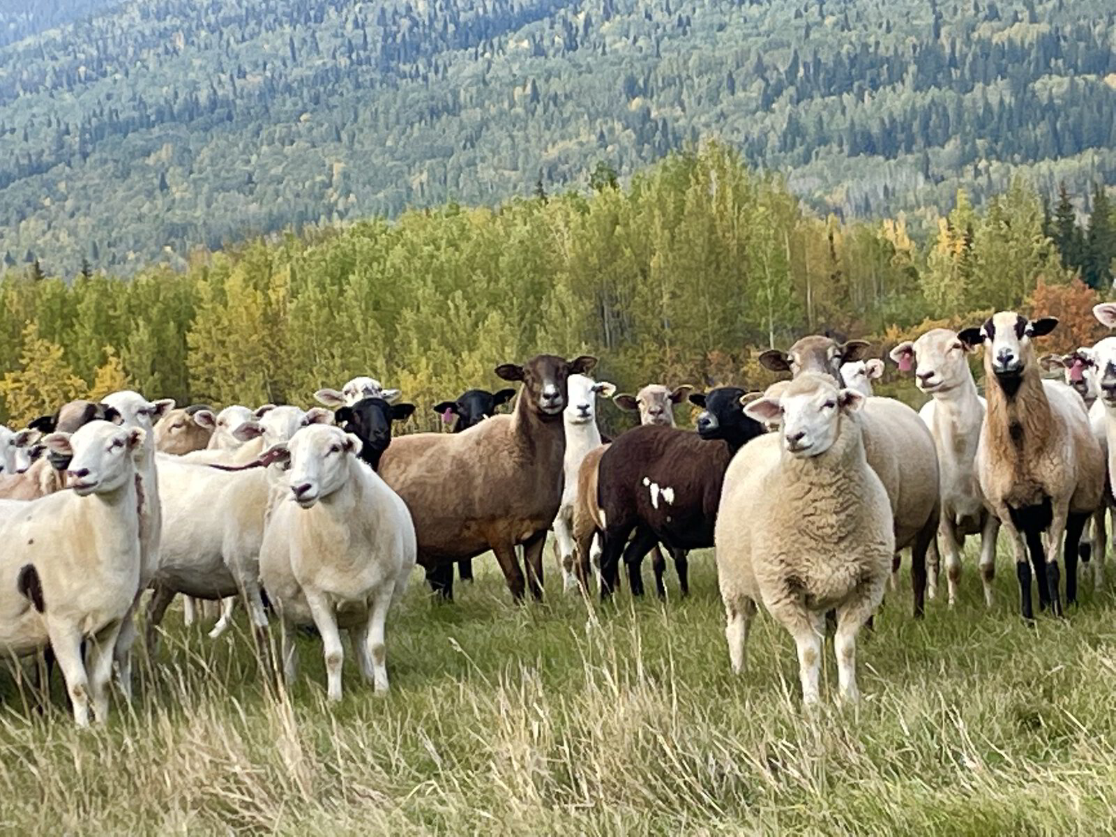 Does your stock dog really understand the off-balance flanks & how to ...