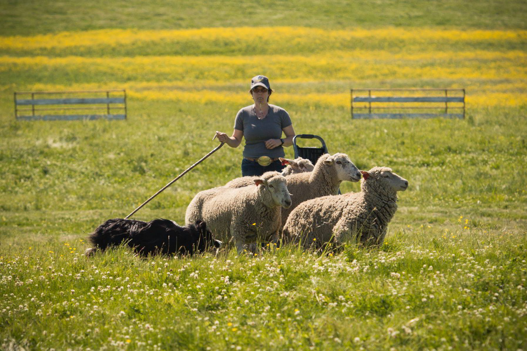 A behind the scenes look at how I work with handler/dog teams