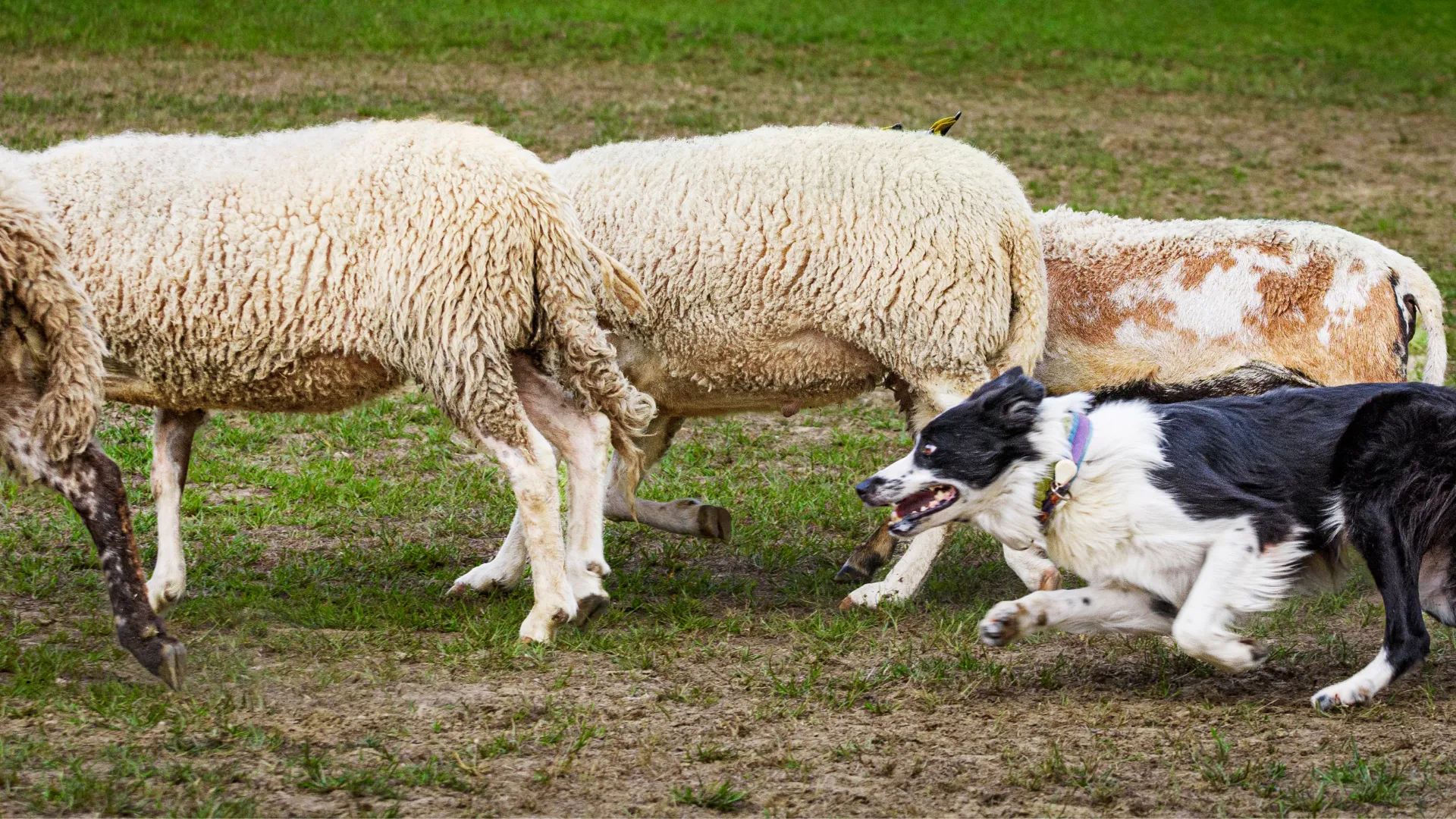 Teaching a young dog how to move sheep within a confined space