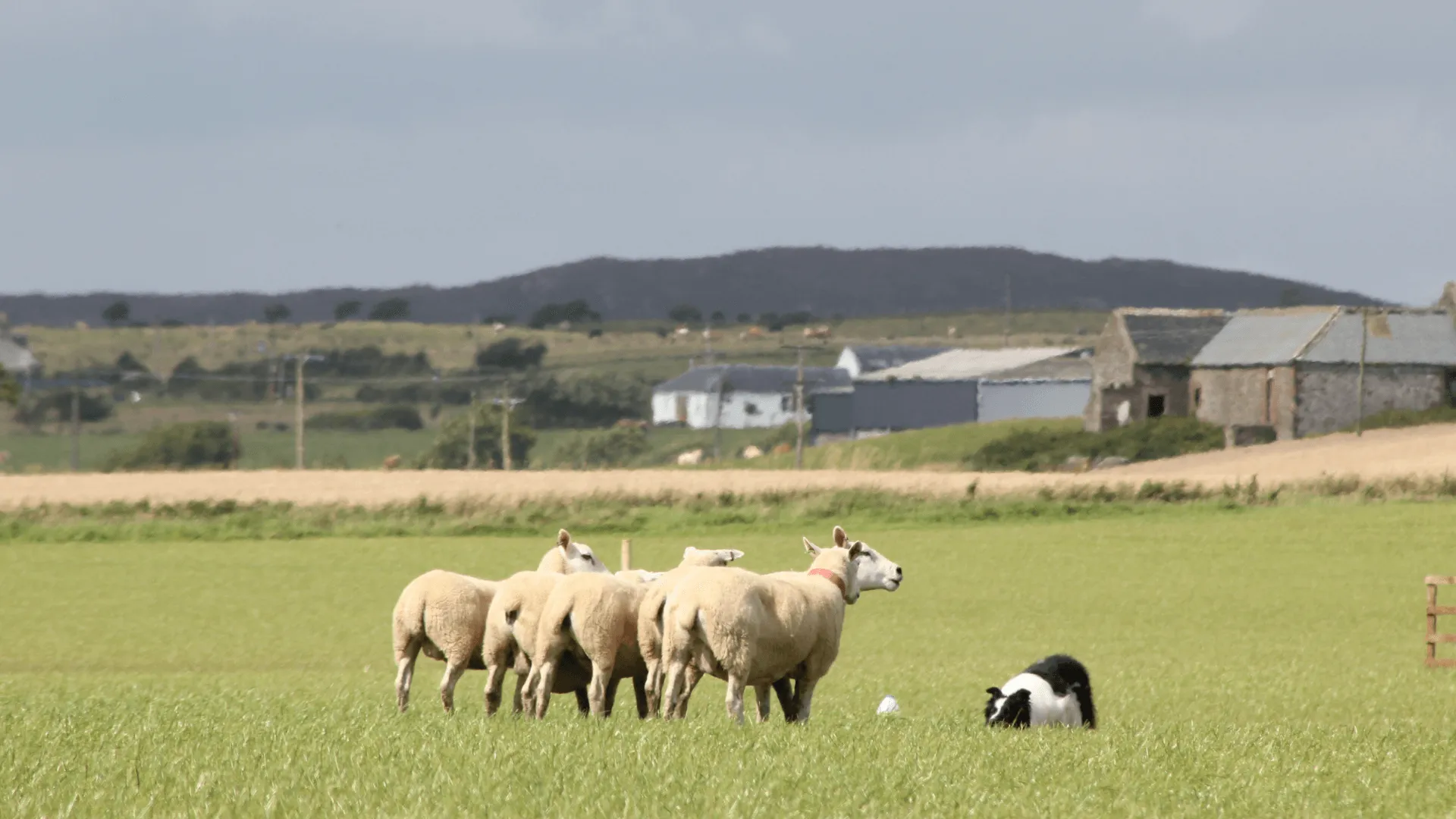 Teaching a young dog how to move sheep within a confined space