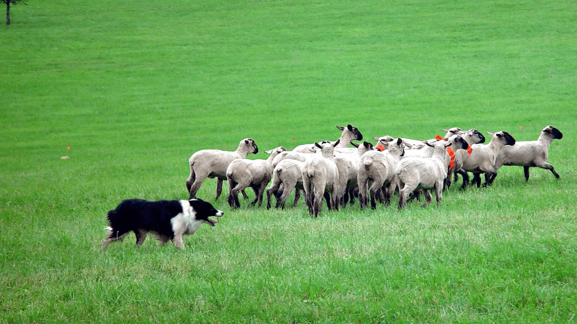 3 super powerful stock dog learning opportunities I recommend