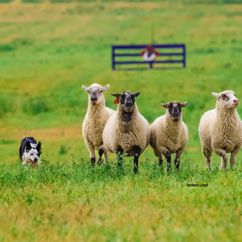 The Power of Patience in Training Stock Dogs