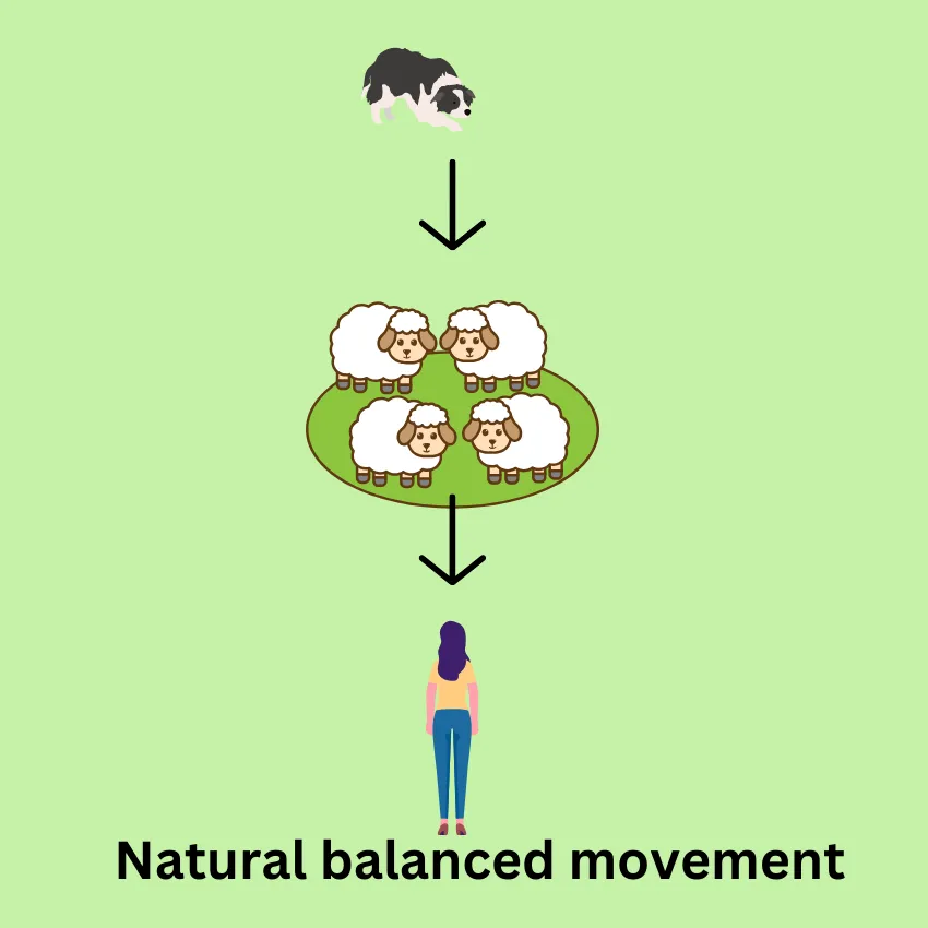 The Missing Link In Many Stock Dog's tool kits: How to introduce Driving