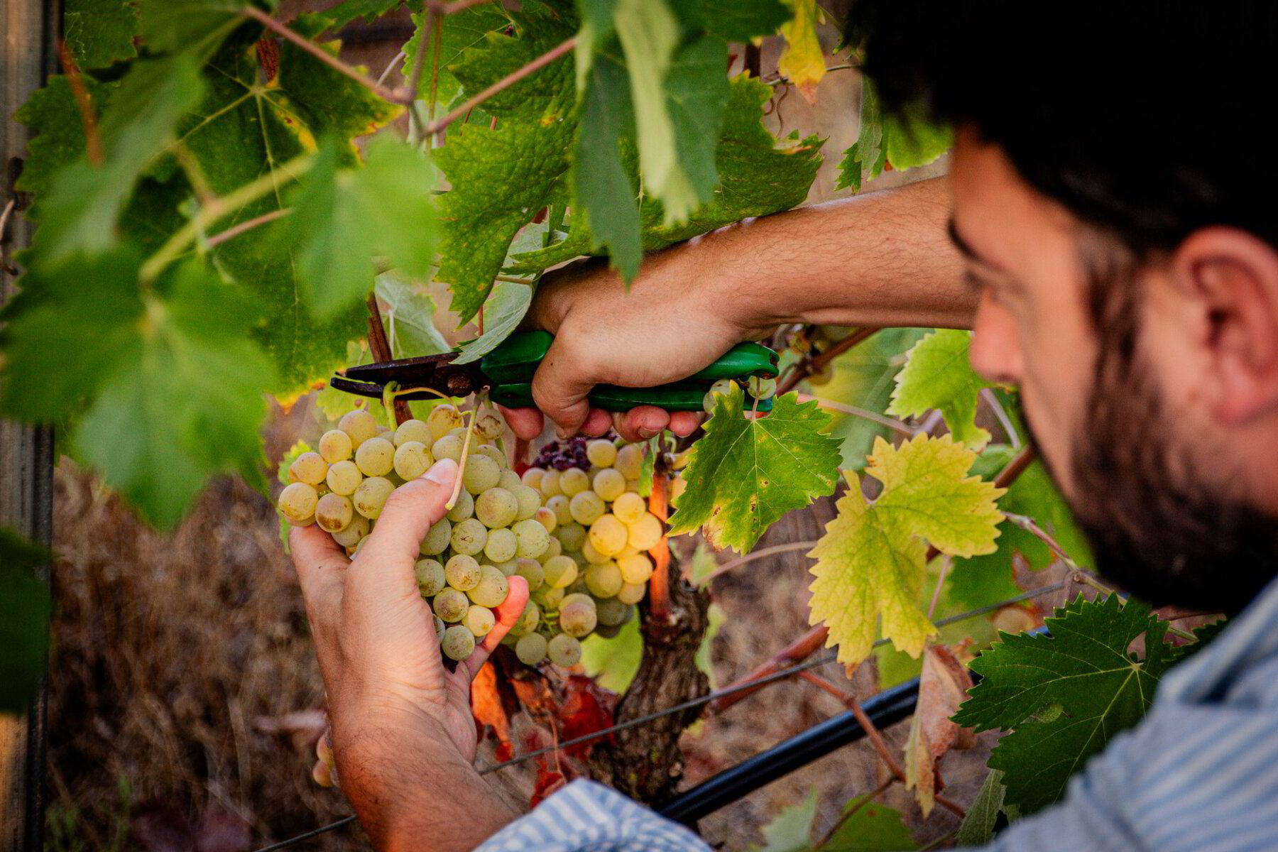 Barilotti Riserva - Cantina Rubiu